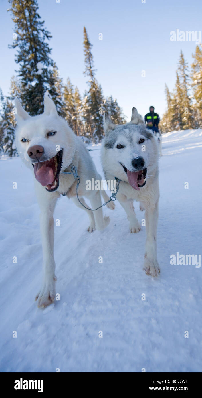 A dogsledge ride with siberian huskies in winterly Lapland / northern ...