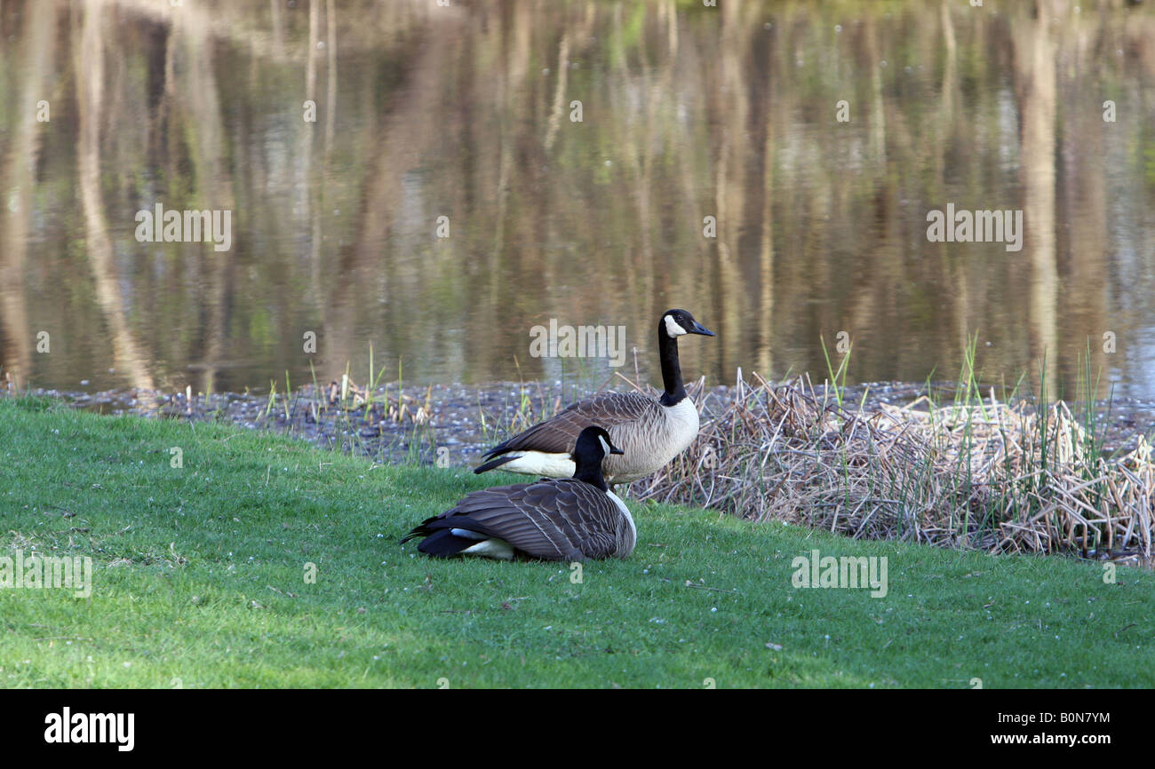 Two Canadian Geese on a lawn Stock Photo - Alamy