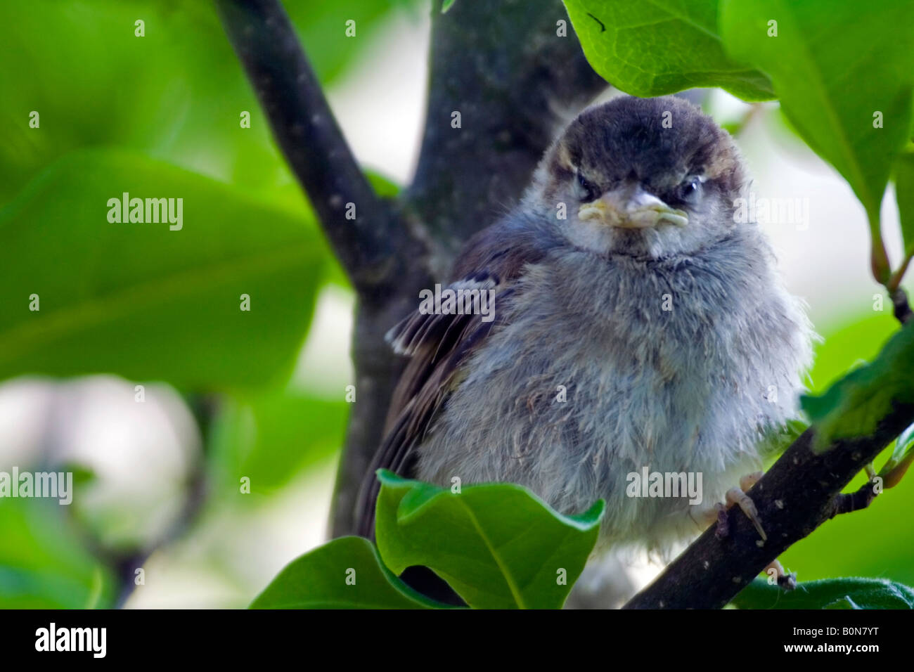 Small young bird on the tree branch Stock Photo - Alamy