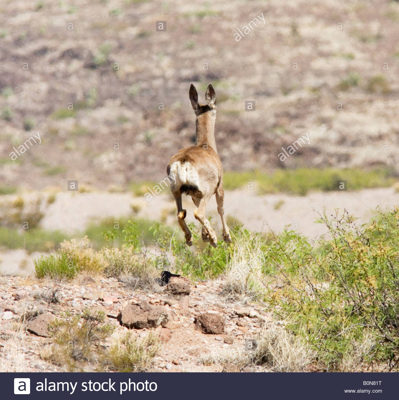 Mule Running High Resolution Stock Photography and Images - Alamy