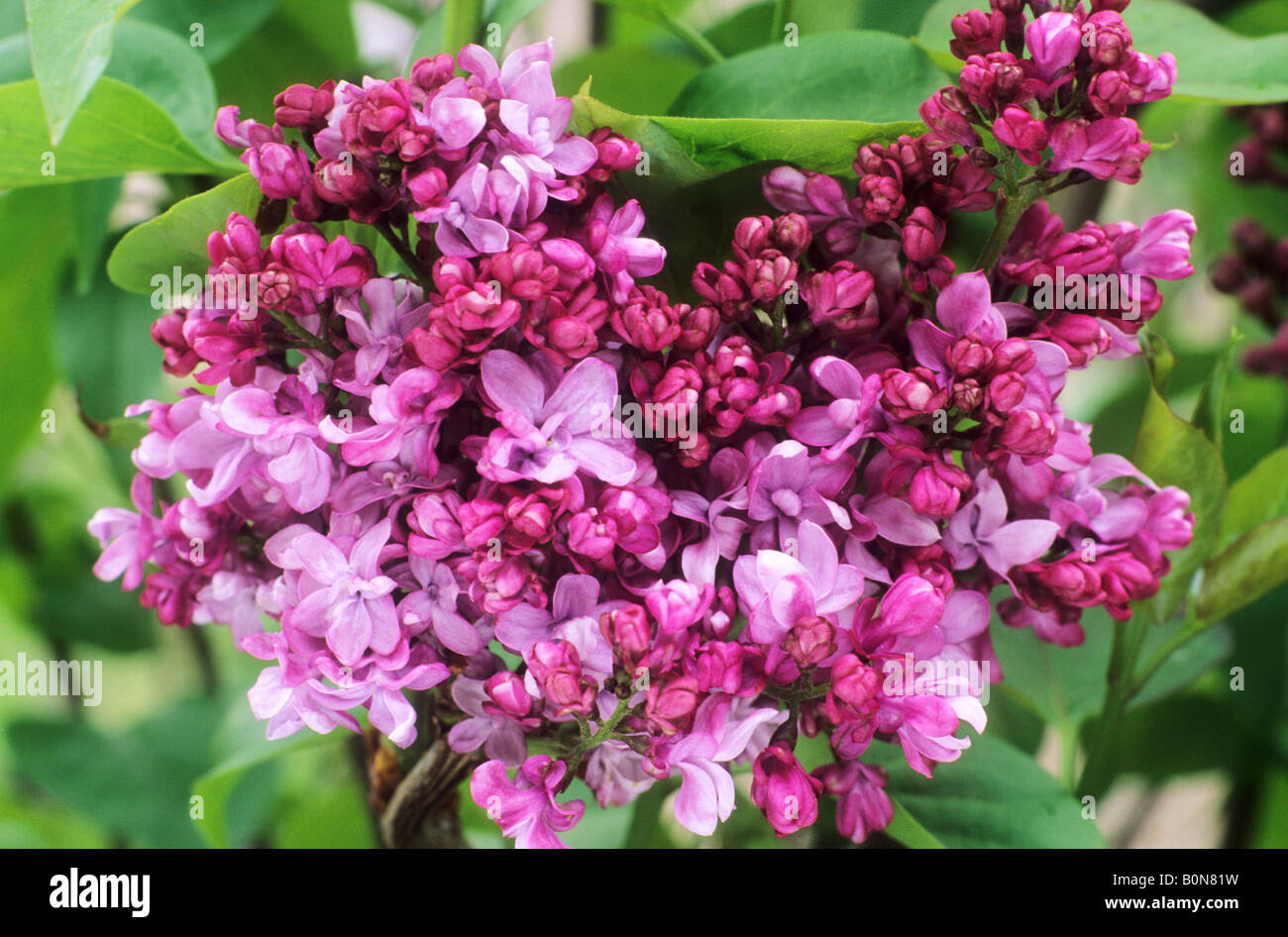 Syringa vulgaris 'Prince Wolkonsky' dark pink flower garden plant Stock ...