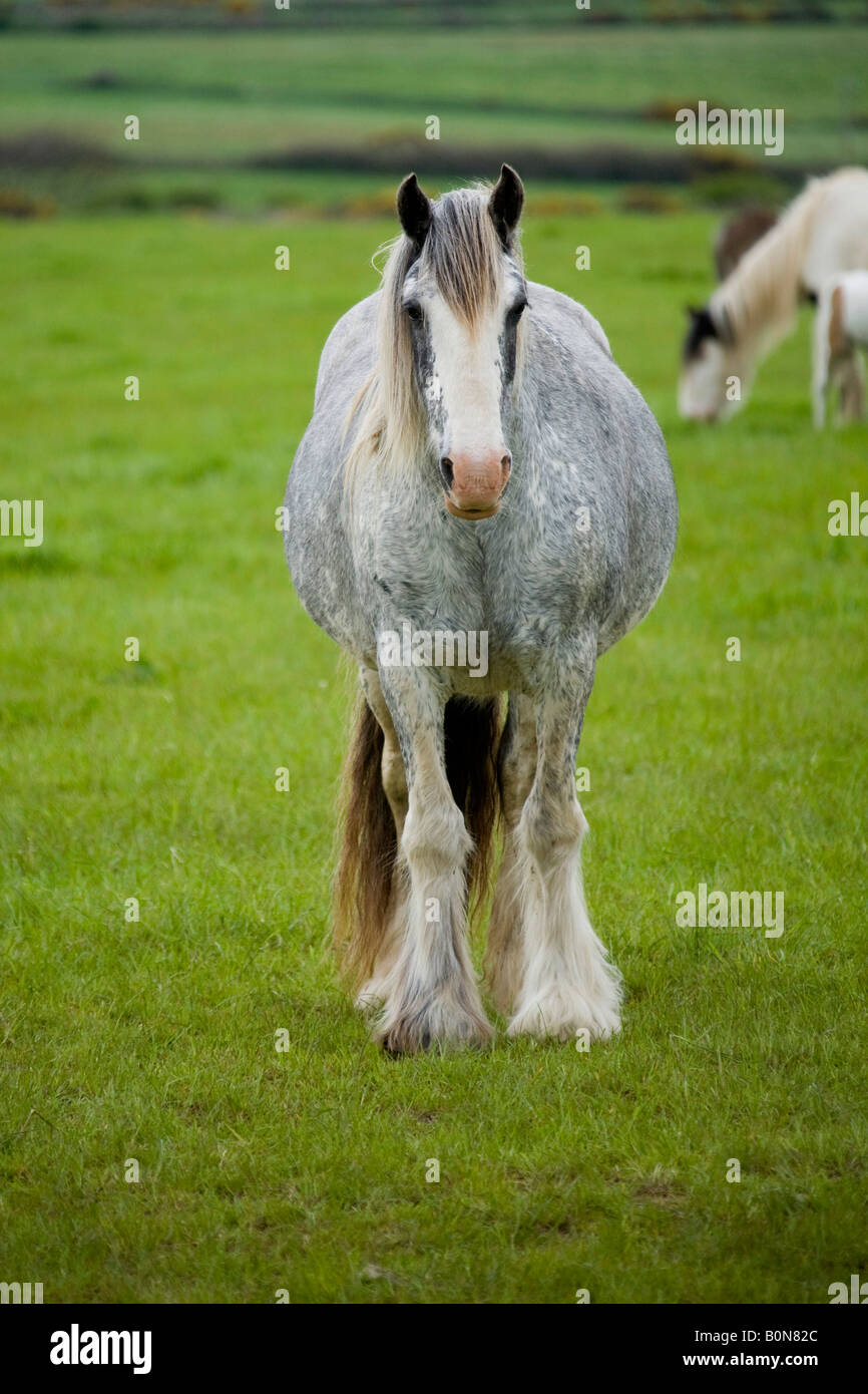 Grey Shire Horse High Resolution Stock Photography and Images - Alamy