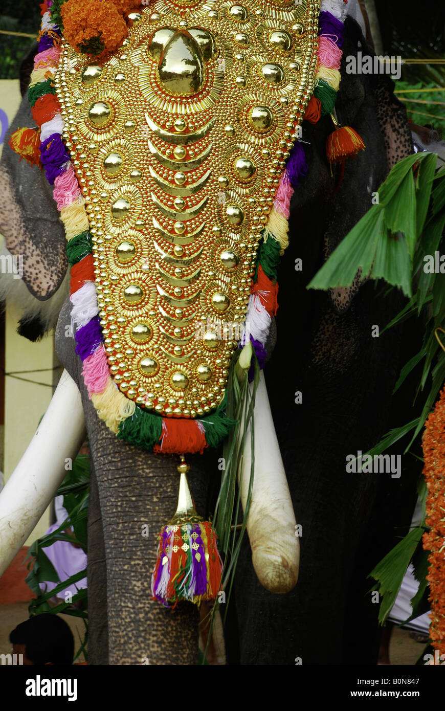 A decorated elephant during the Temple festival kerala India Stock ...