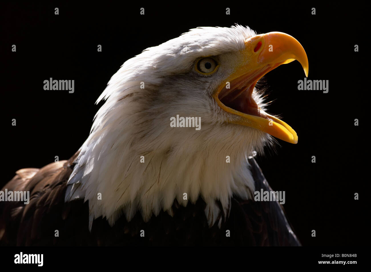 Close up of a bald eagle Stock Photo - Alamy