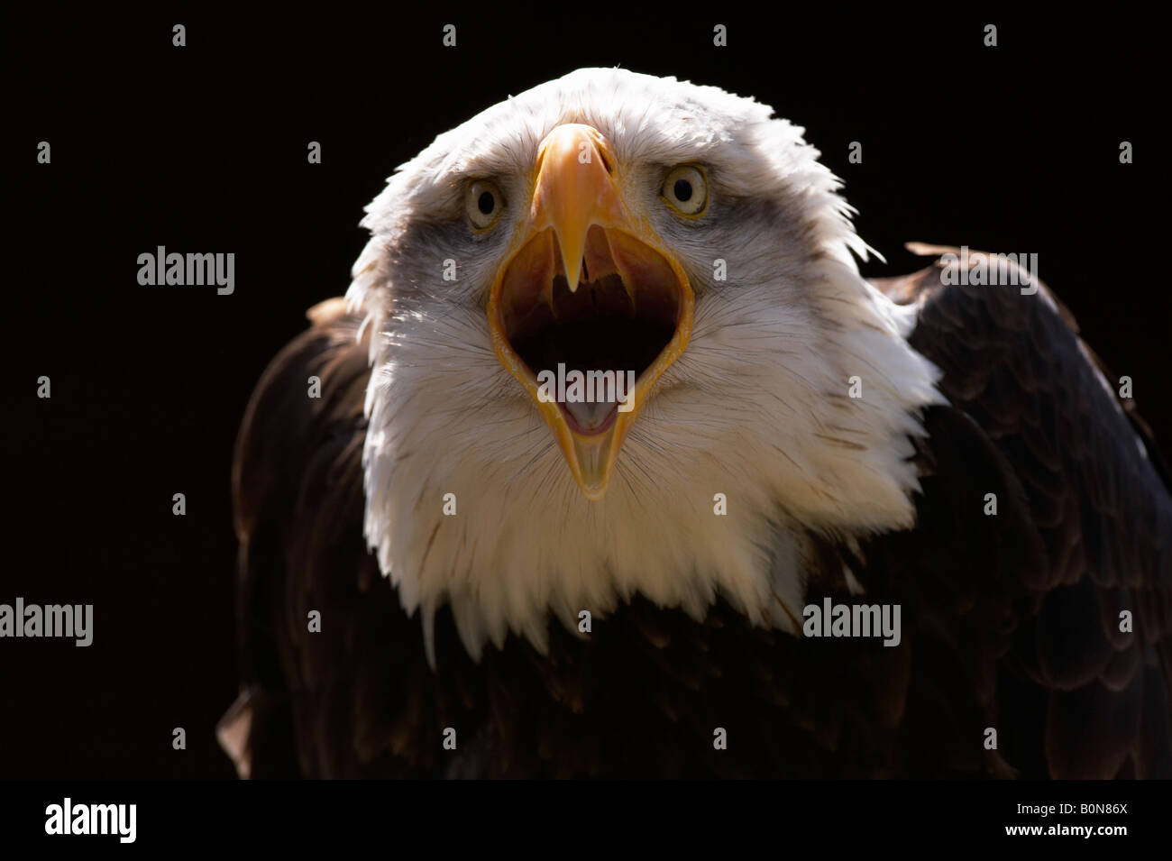 Close up of a bald eagle Stock Photo - Alamy