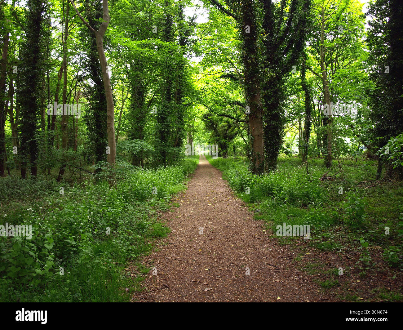 a footpath in the forest of Sheringham park,Norfolk,UK Stock Photo - Alamy