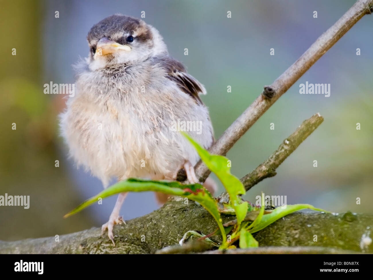 Small young bird on the tree branch Stock Photo - Alamy