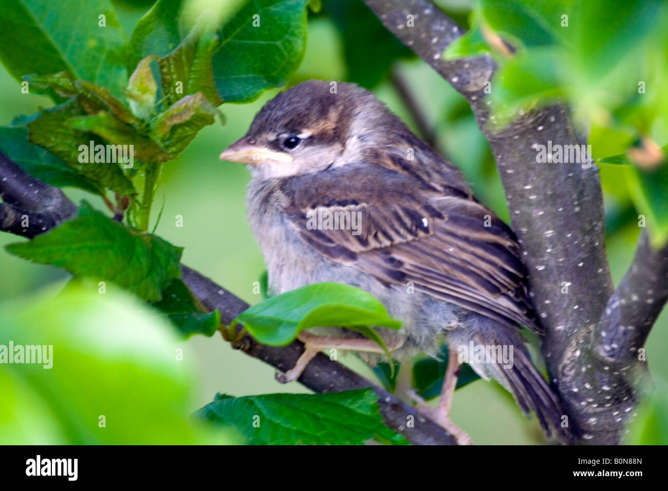 Small young bird on the tree branch Stock Photo - Alamy