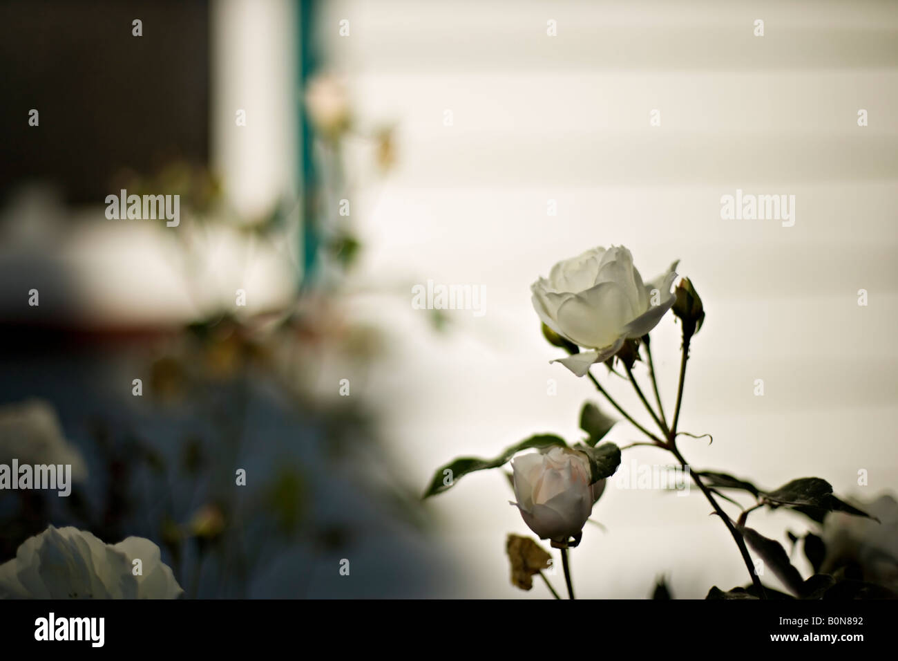 White and pink roses in cottage garden New Zealand Traditional white ...