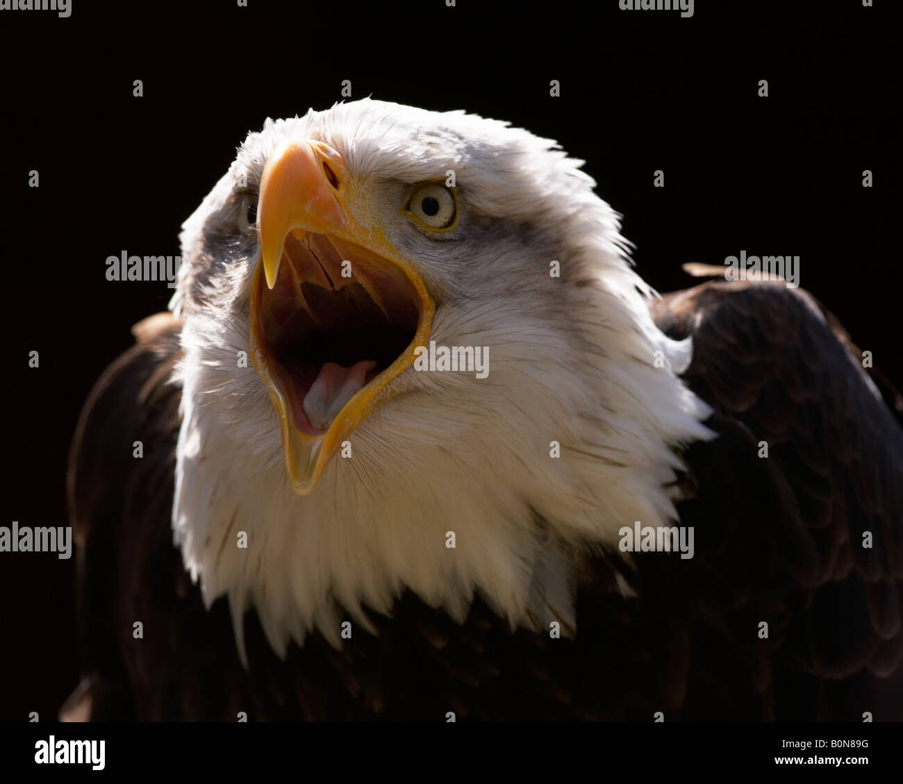 Close up of a bald eagle Stock Photo - Alamy