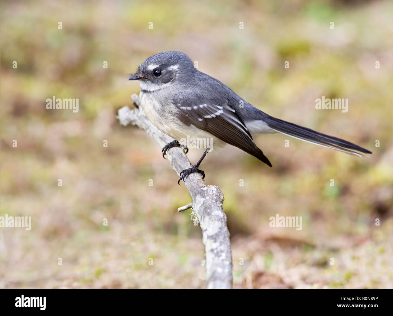 Australian fantails hi-res stock photography and images - Alamy