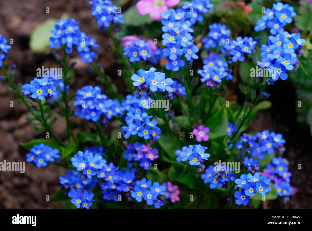 Forget me not Stock Photo - Alamy