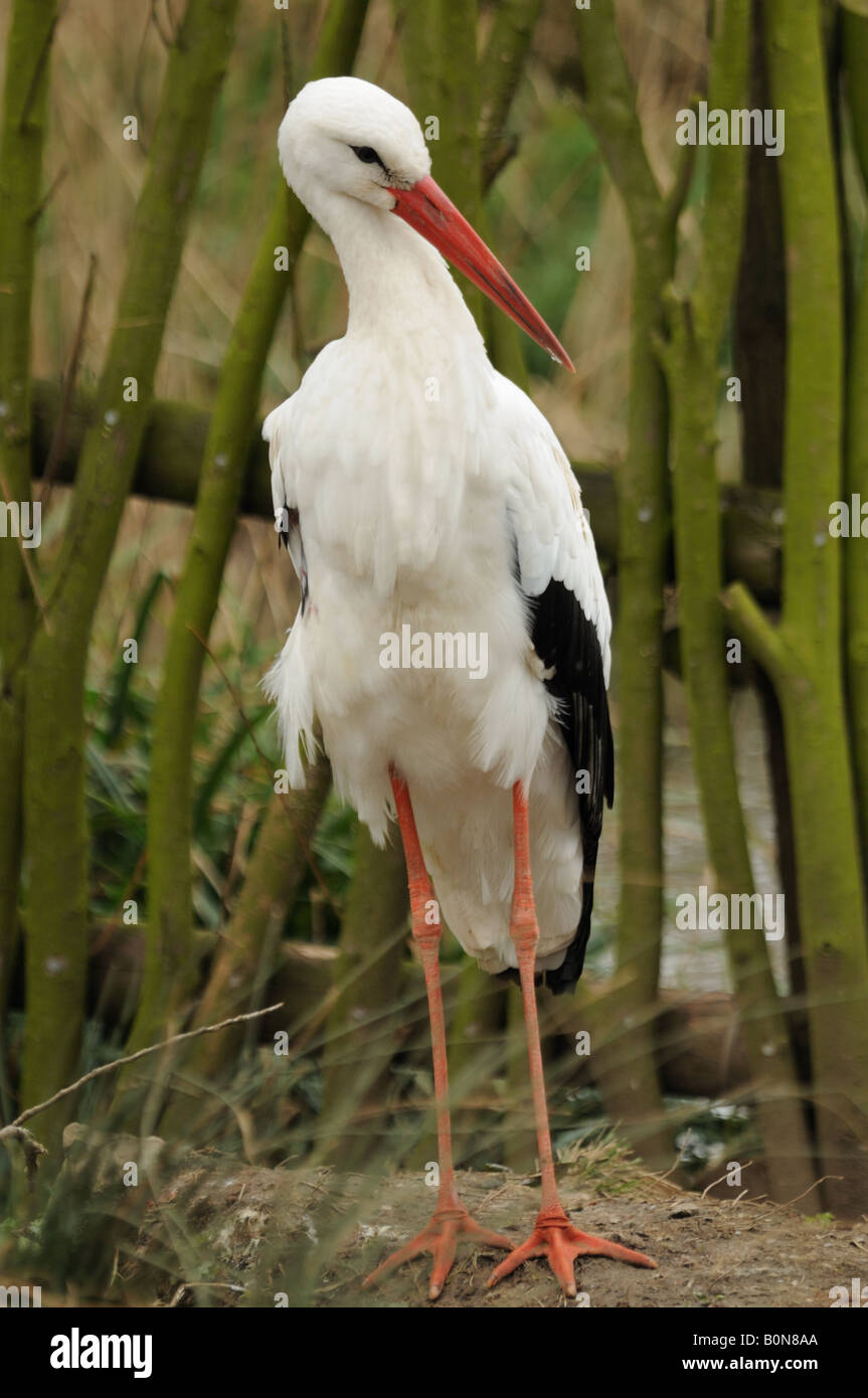 white stork cicomia stood by rivers edge Stock Photo - Alamy