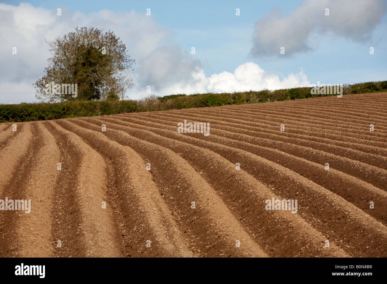 Farming Field Ridges Soil High Resolution Stock Photography and Images ...