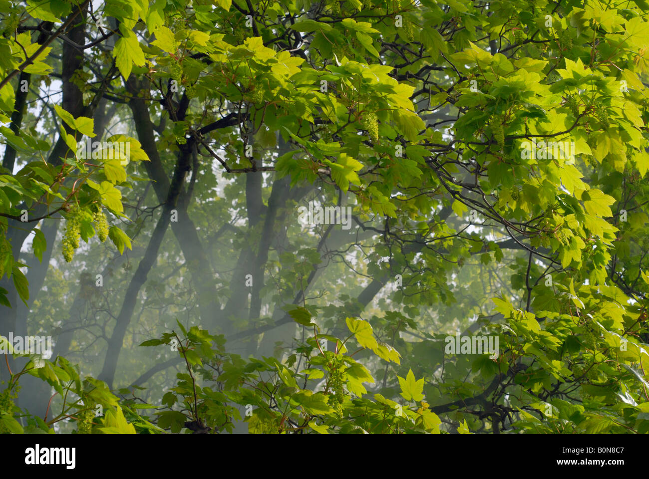 Mist between tree branches Stock Photo - Alamy