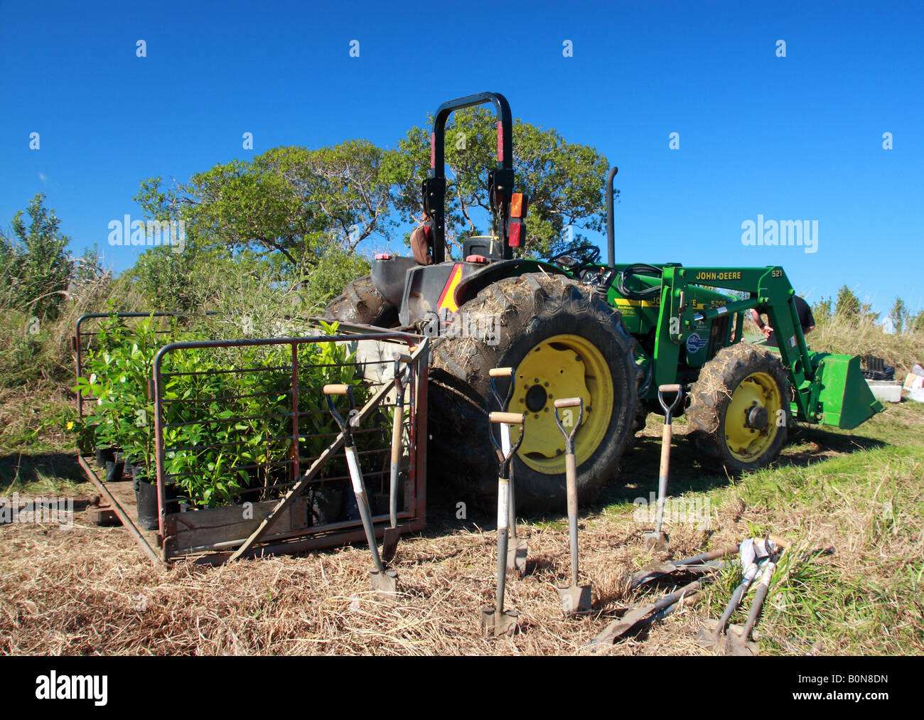 Plant saplings hi-res stock photography and images - Alamy