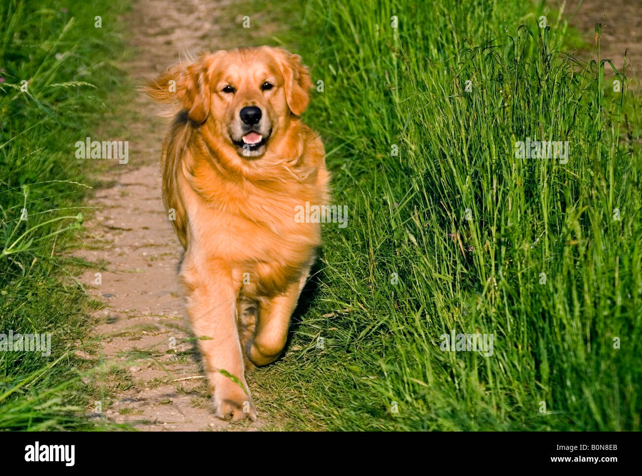 Golden retriever running on the field road Stock Photo - Alamy