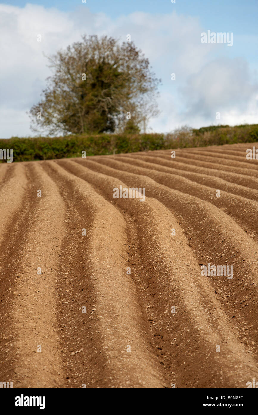 freshly ploughed field with hedges and tree in the background in county ...