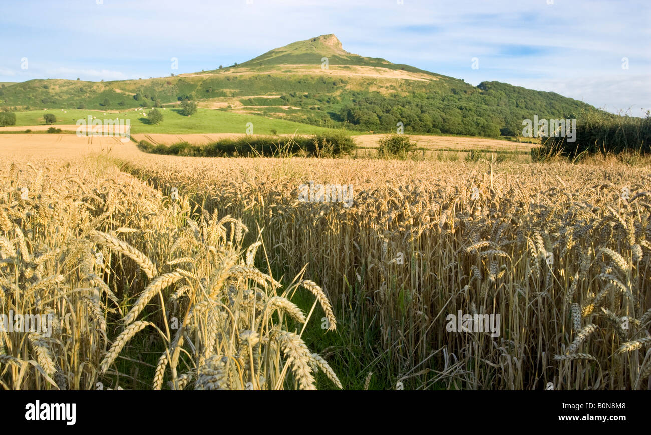 A wheat field below Roseberry Topping, near Great Ayton in North ...