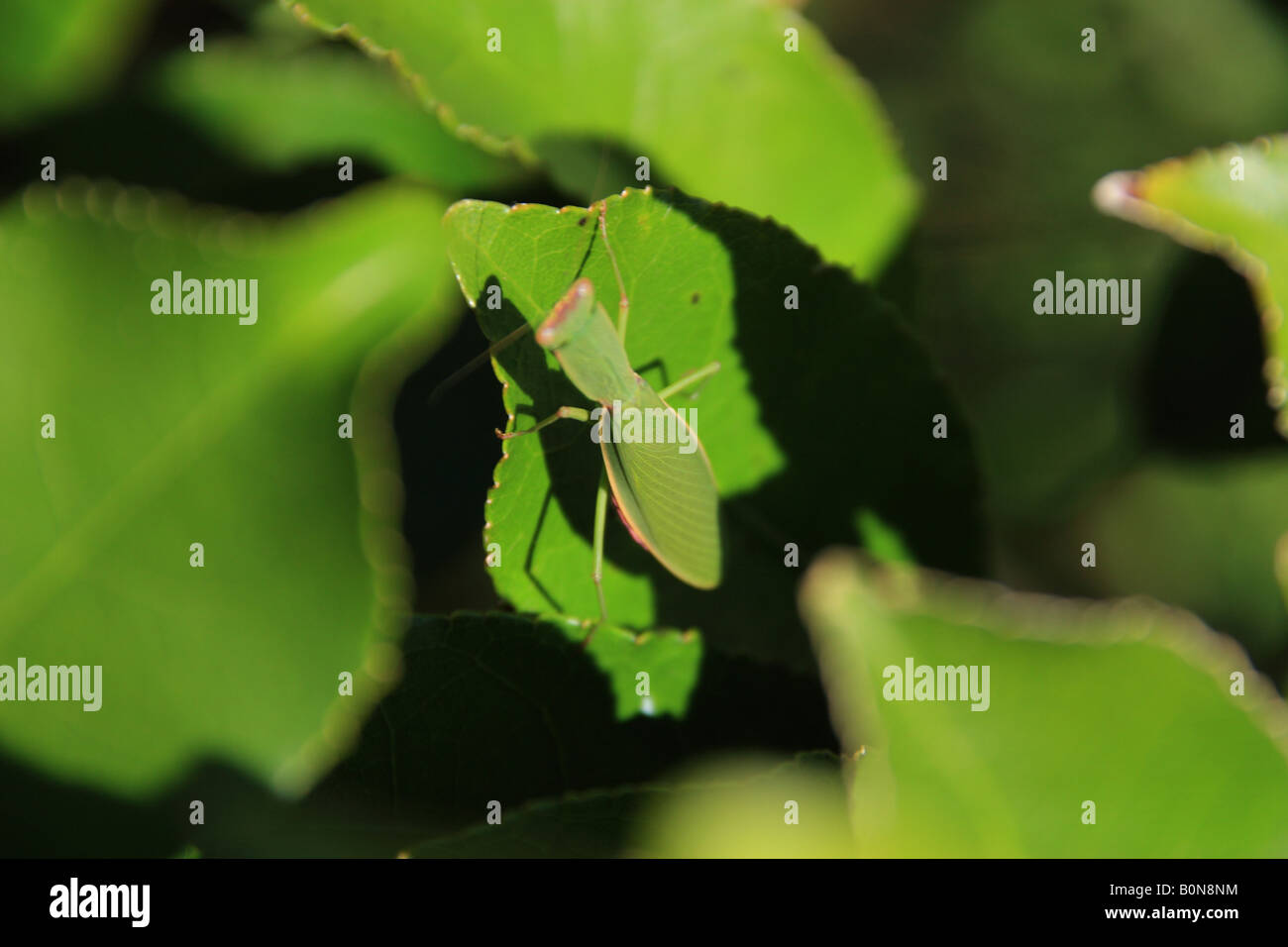 A mantis camouflages on a leaf Stock Photo - Alamy