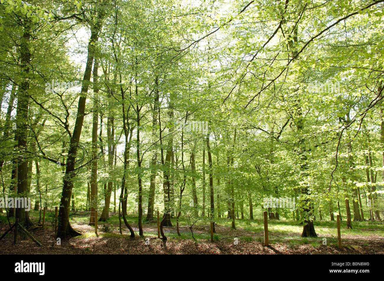 beach trees shade woodland floor Stock Photo - Alamy