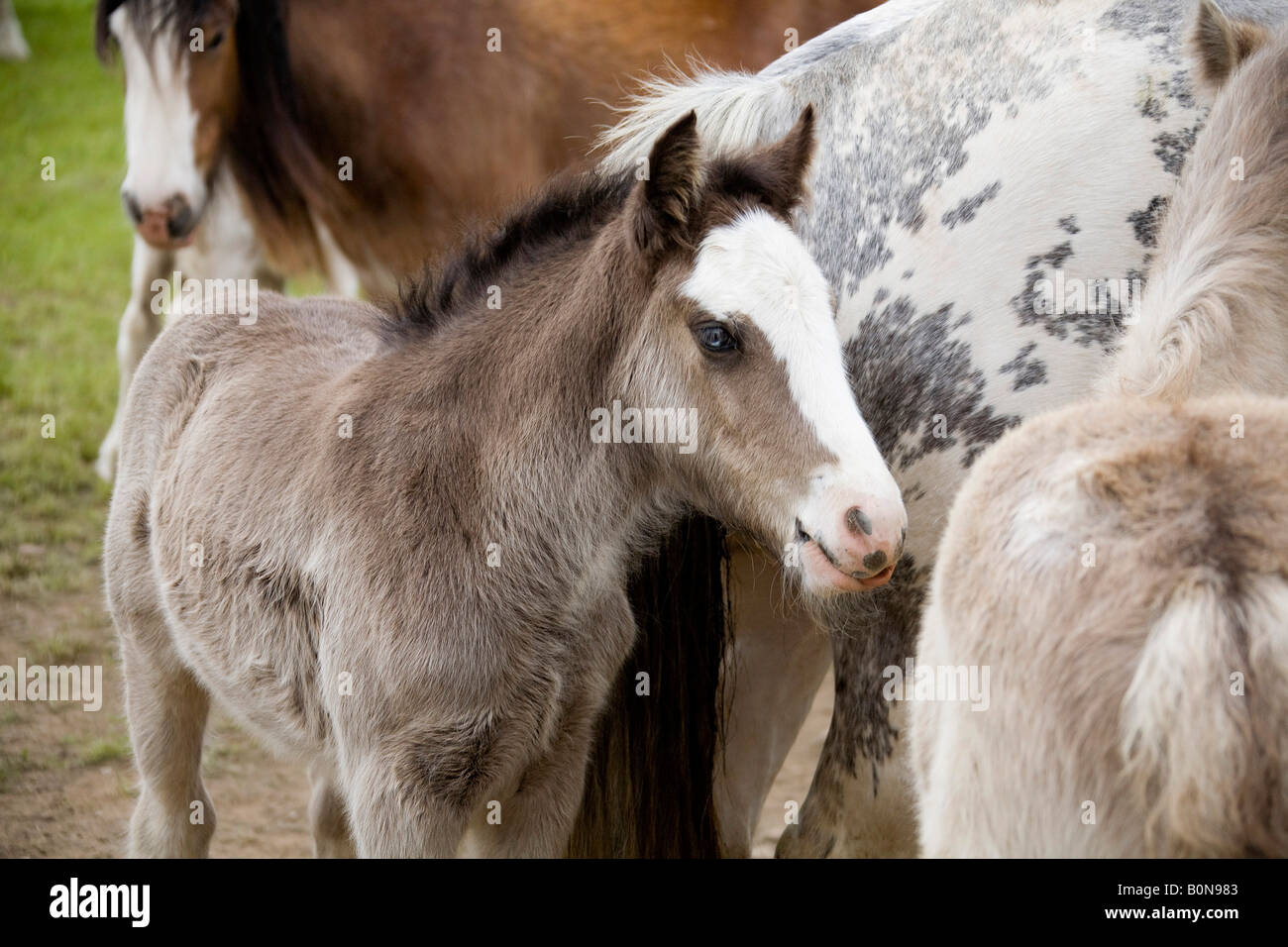 Shire Horse Grooming High Resolution Stock Photography and Images - Alamy