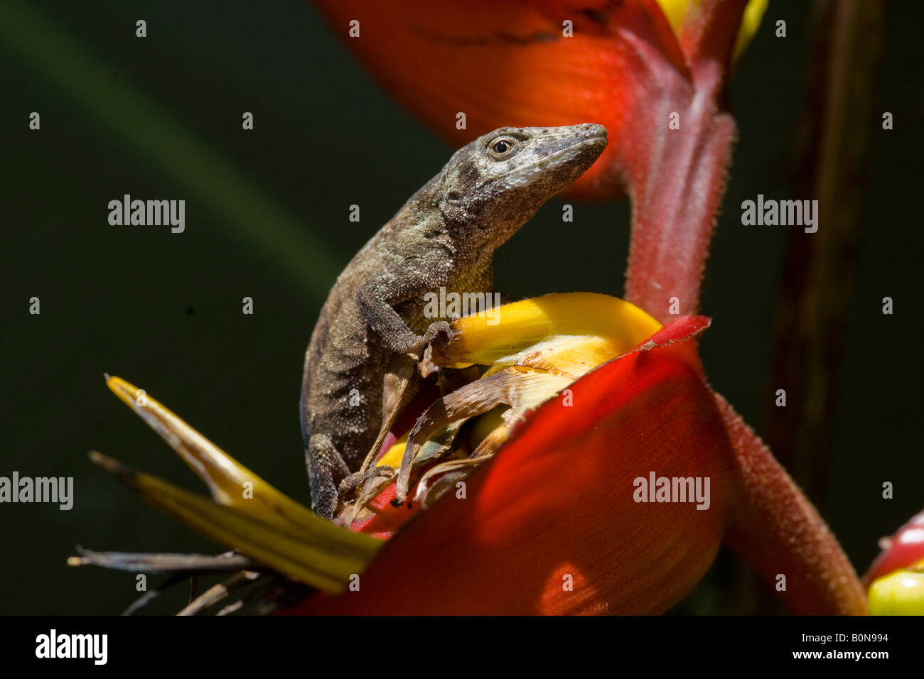 Geco tropicale hi-res stock photography and images - Alamy