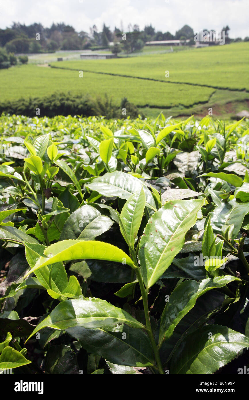 Kenya tea plant hi-res stock photography and images - Alamy