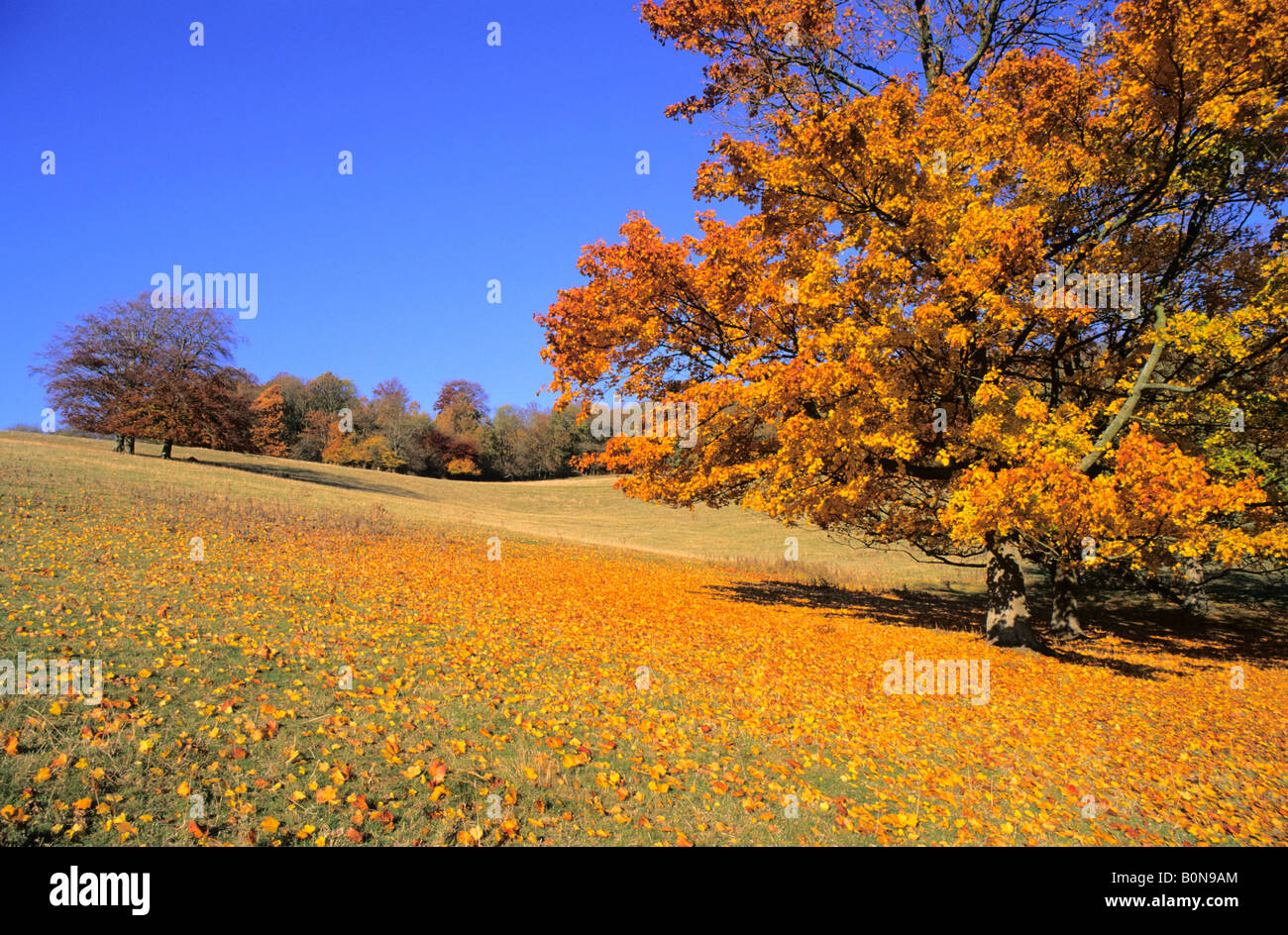 Knockholt kent hi-res stock photography and images - Alamy
