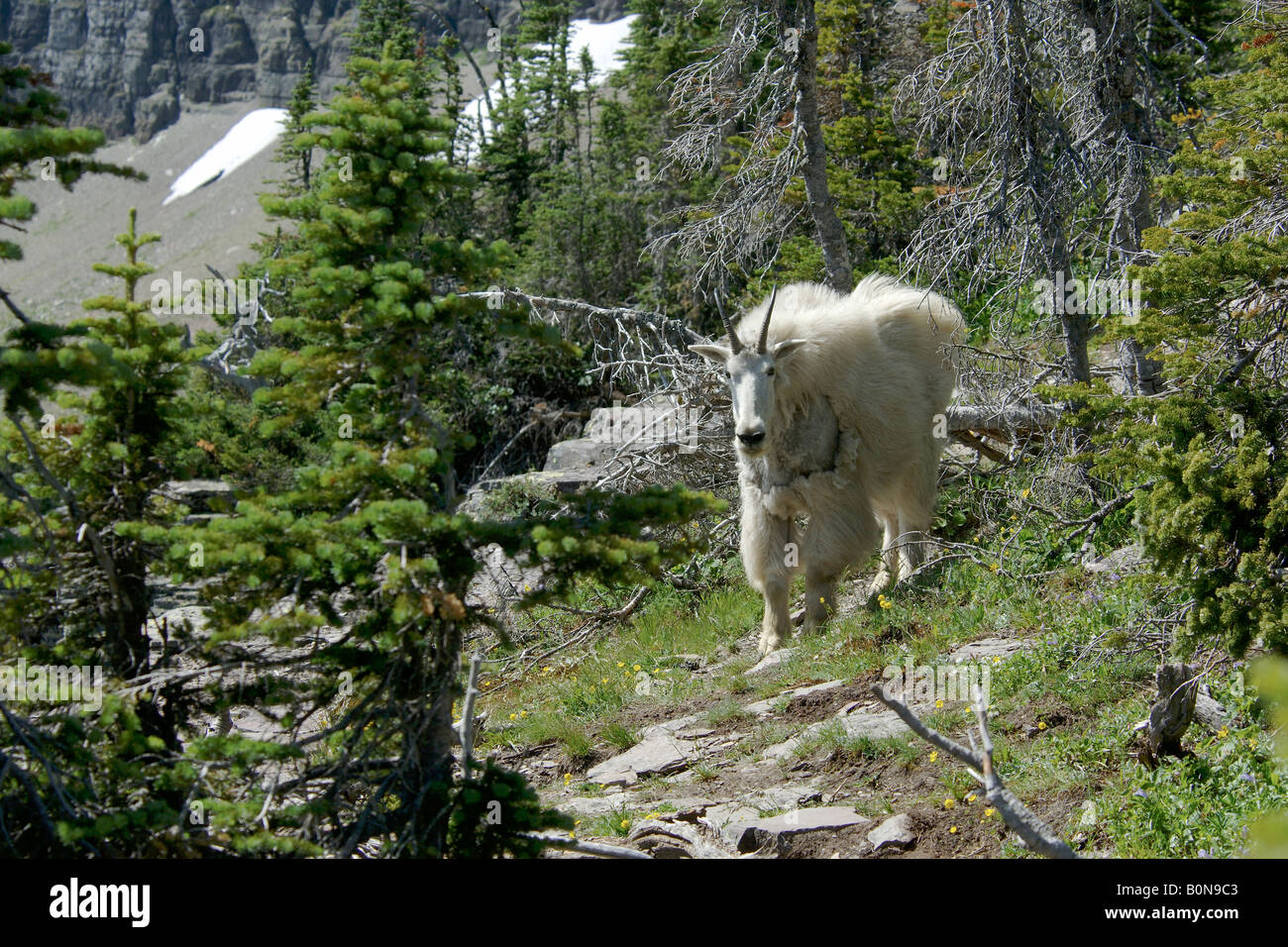 mountain goat chevre montagne Oreamnos americanos bovid capra montagna ...