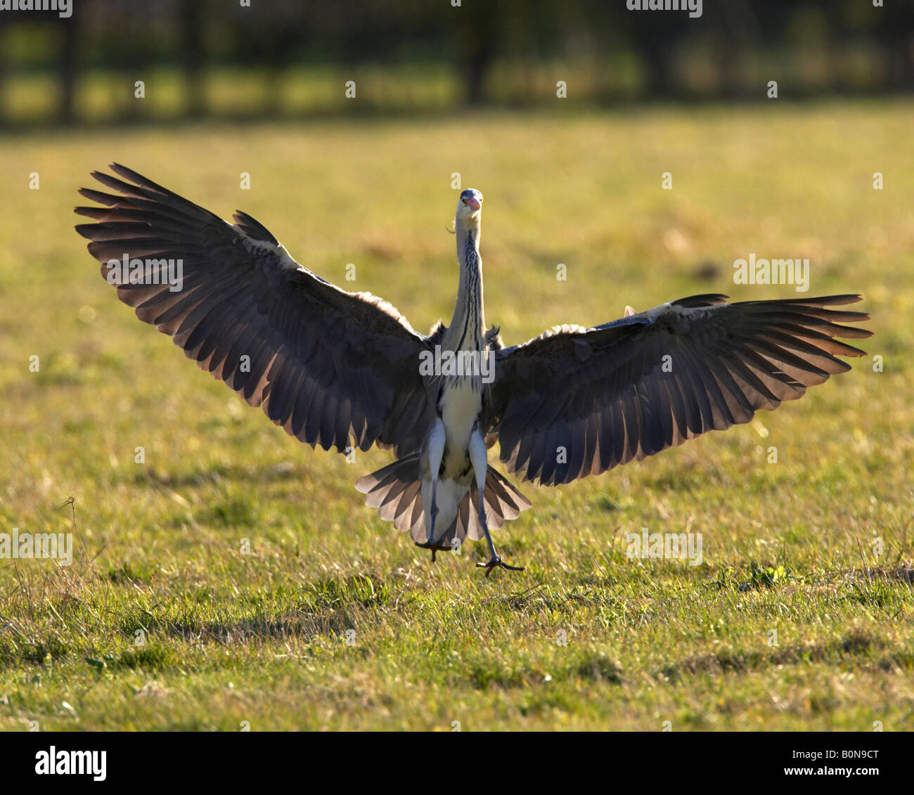 Heron attack hi-res stock photography and images - Alamy