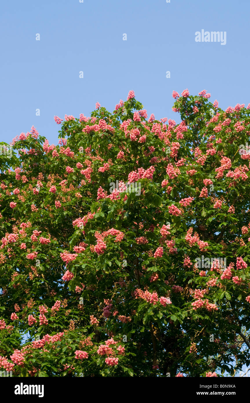 Pink Horse Chestnut flowers, France Stock Photo - Alamy