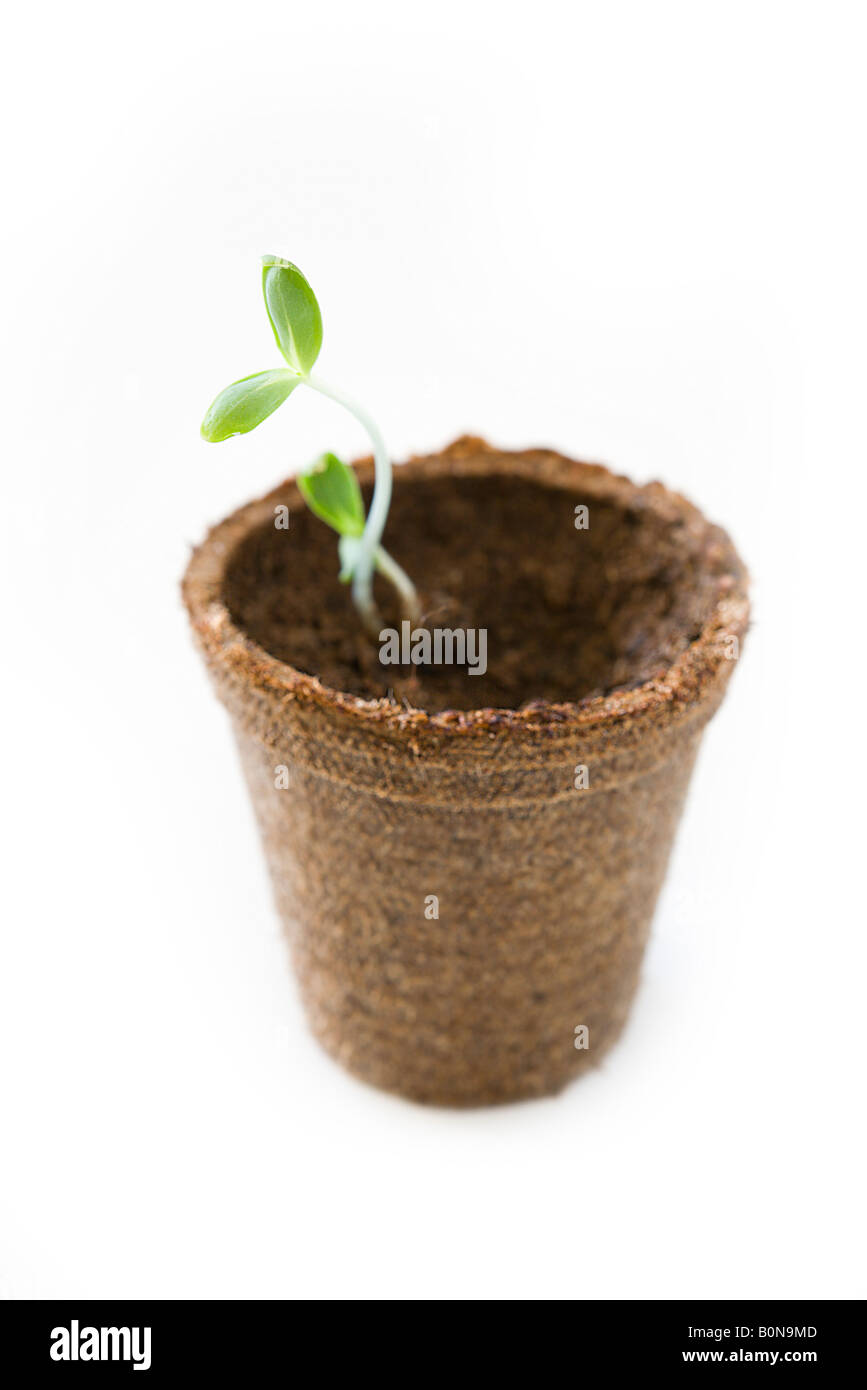 Seedling of a plant over white Stock Photo - Alamy