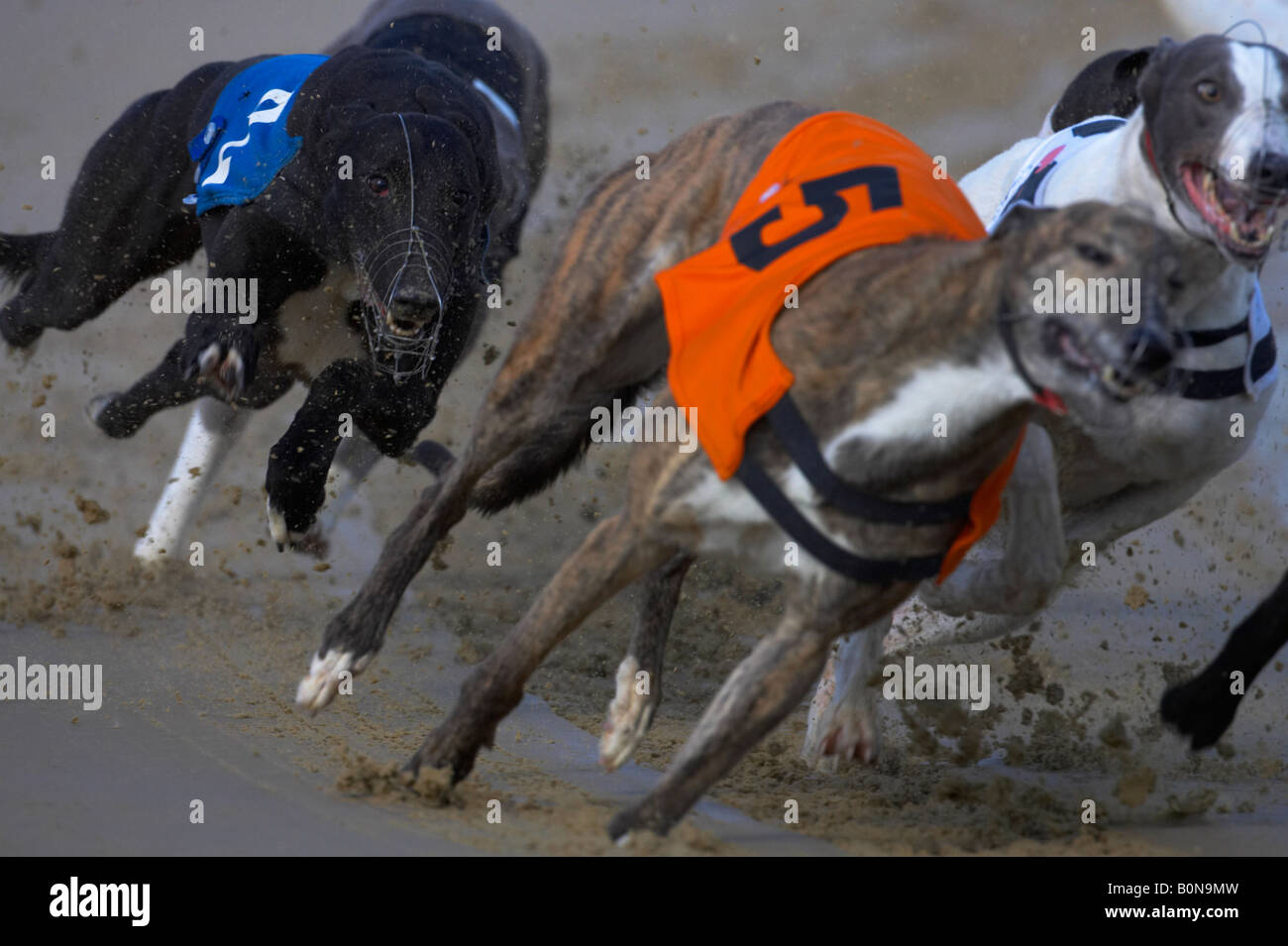 Greyhound dog racing Stock Photo - Alamy