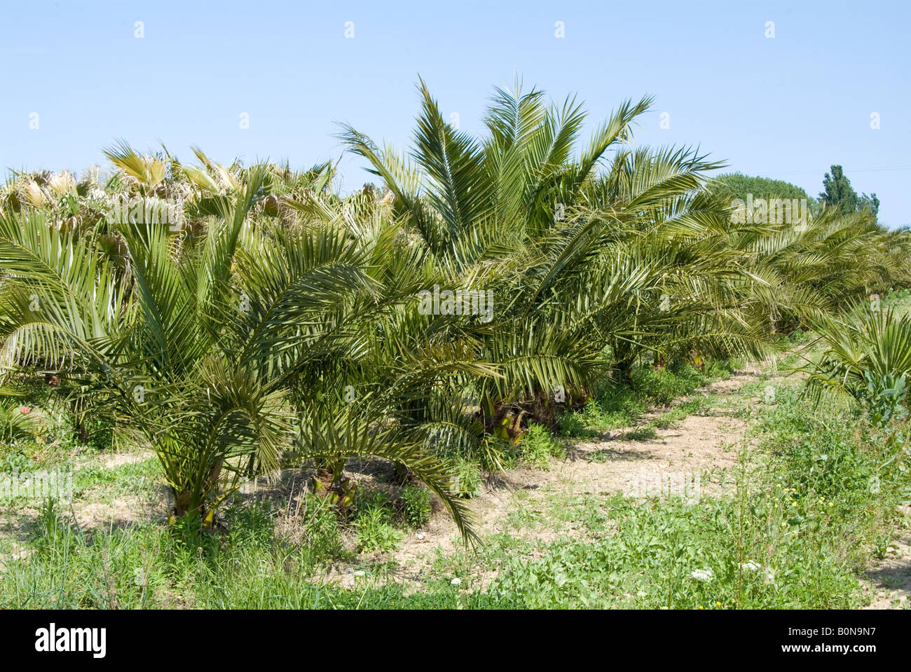 palm trees oil bio mass fuel biofuel mass growing grower Stock Photo ...