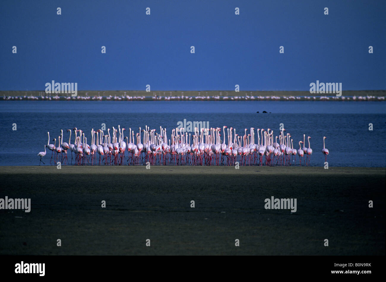 Dancing flamingoes hi-res stock photography and images - Alamy
