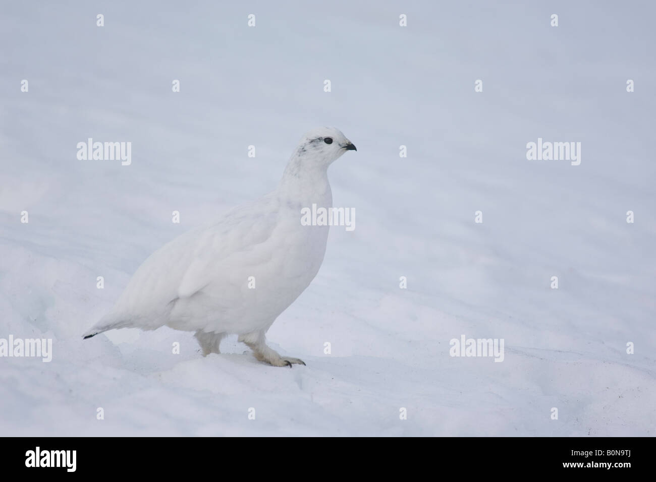Rock ptarmigan Lagopus mutus female in winter plumage in snow ...