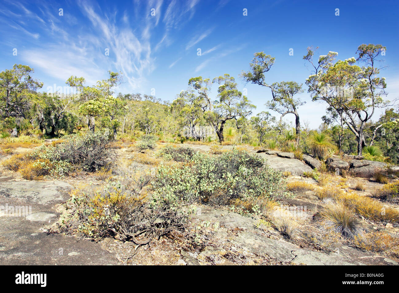 Flowering Eucalyptus trees growing in bushland on granite outcrops at ...
