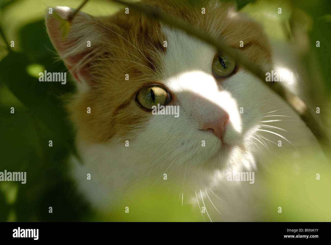 Sun dappled face of red and white cat Stock Photo - Alamy
