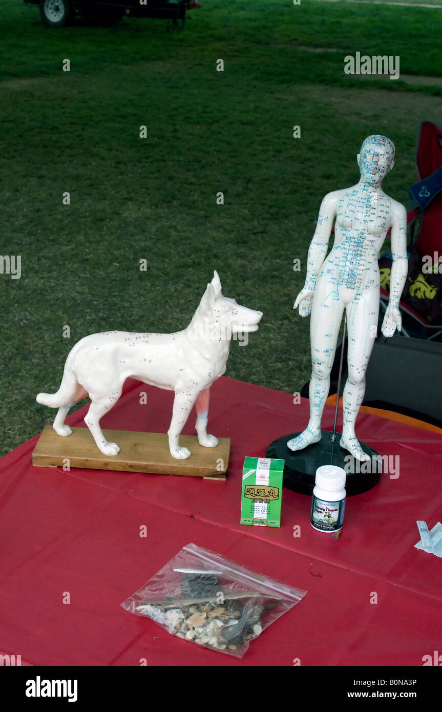 Dog acupuncture hi-res stock photography and images - Alamy