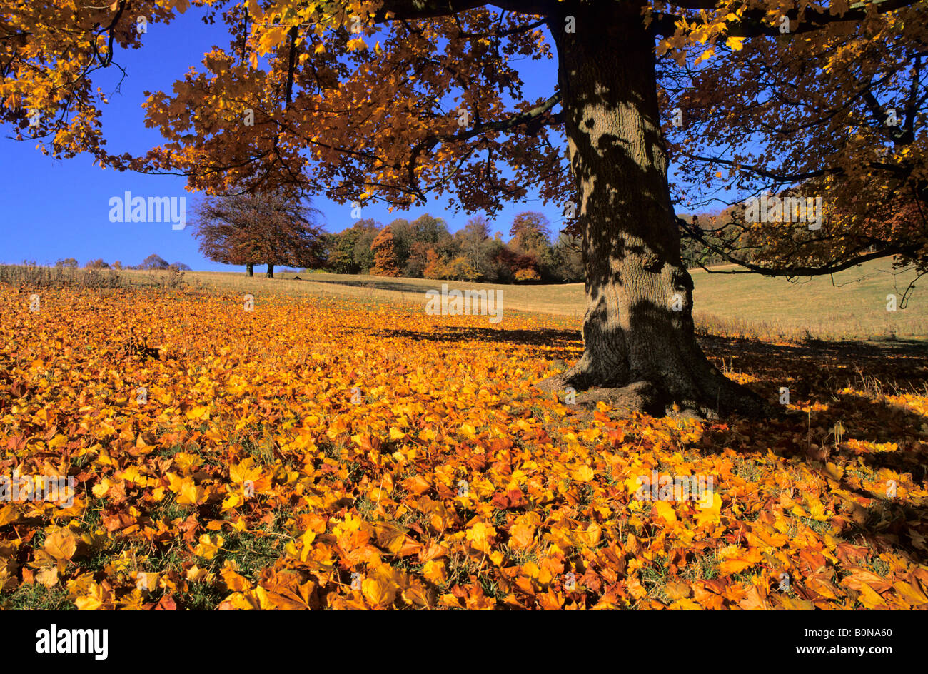 Trees in Autumn on the North Downs Knockholt Kent England UK Stock ...