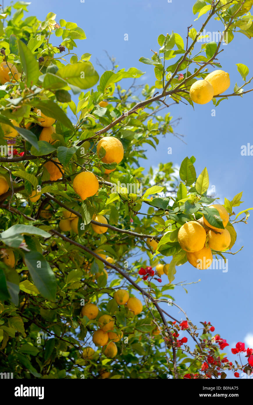 A lemon tree, Platanias, Crete, Greece, Europe Stock Photo - Alamy
