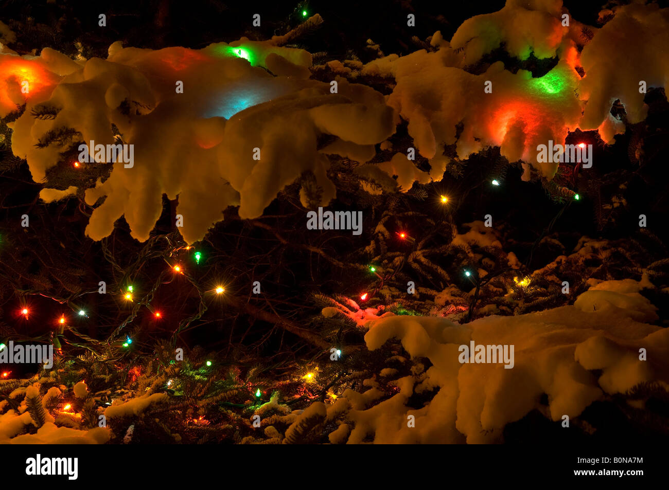 Fresh powder snow on a decorated Christmas tree at night Stock Photo ...