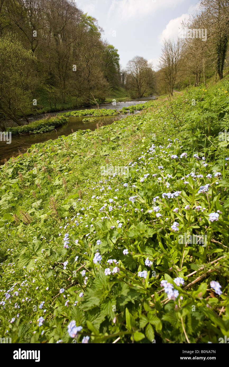 UK England Derbyshire Peak District National Park Millers Dale wild ...