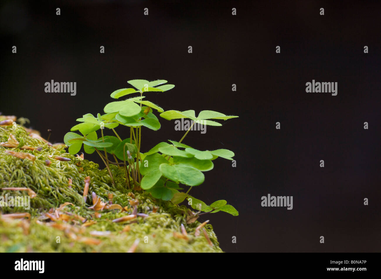 Rock clover hi-res stock photography and images - Alamy