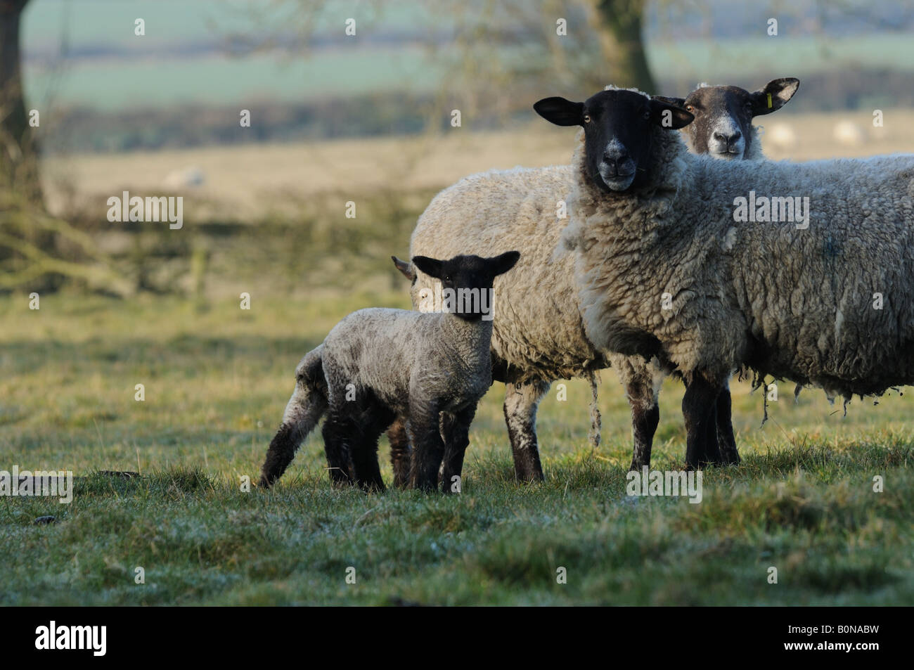 Young cute Spring lambs in the early morning English countryside Stock ...