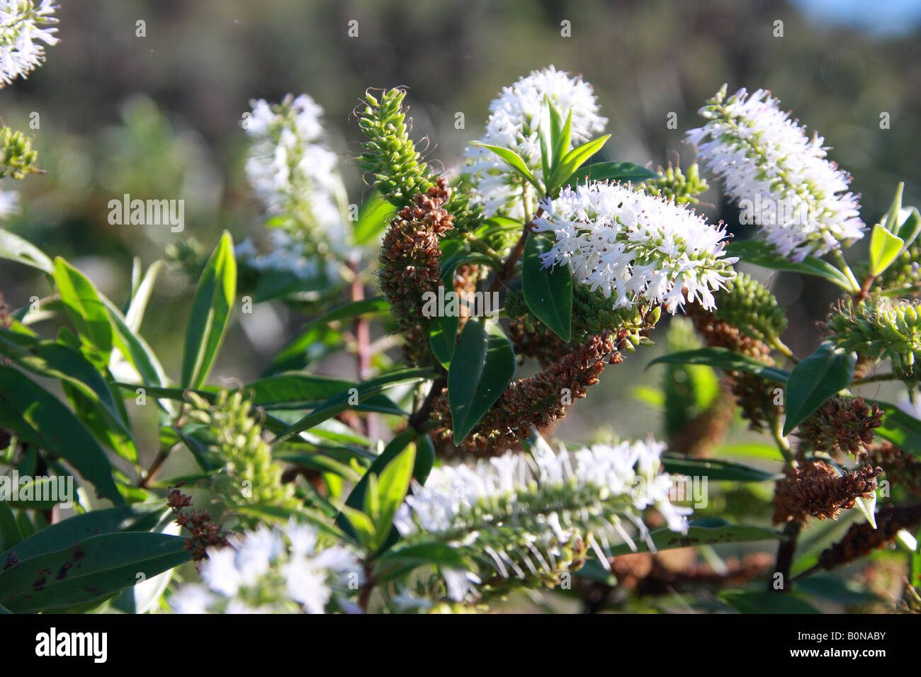 Hebe flowers hi-res stock photography and images - Alamy