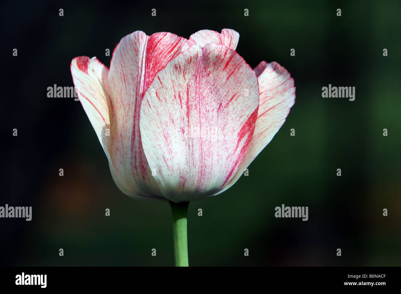 A single tulip Stock Photo - Alamy