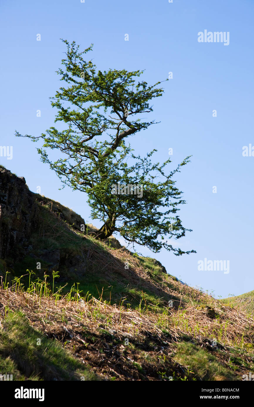 Rowan Tree Growing High Up On A Hillside Near Blea Tarn, The 'Lake ...