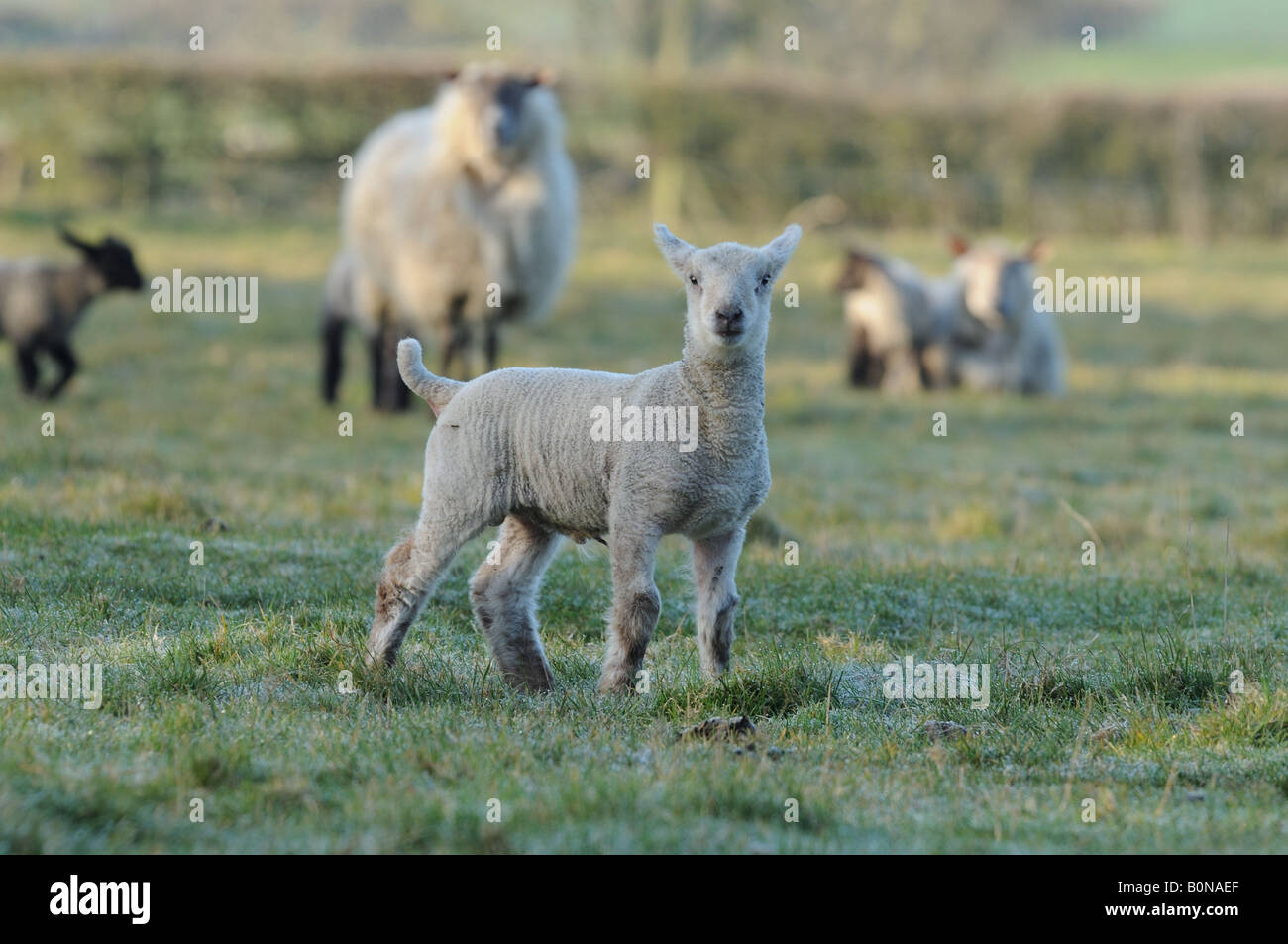 Young cute Spring lambs in the early morning English countryside Stock ...